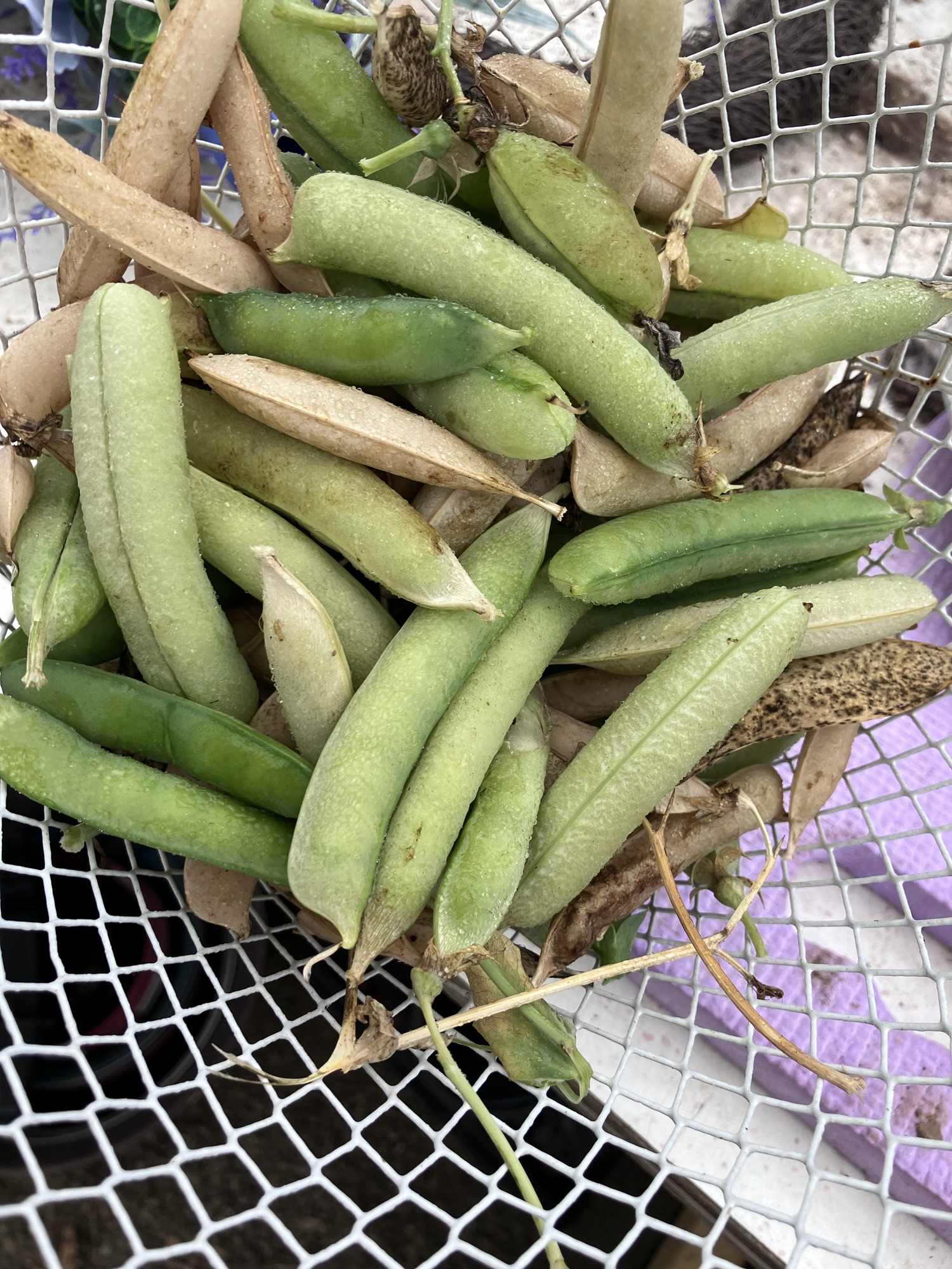 Peas and Onions – Climate Wary Homesteader